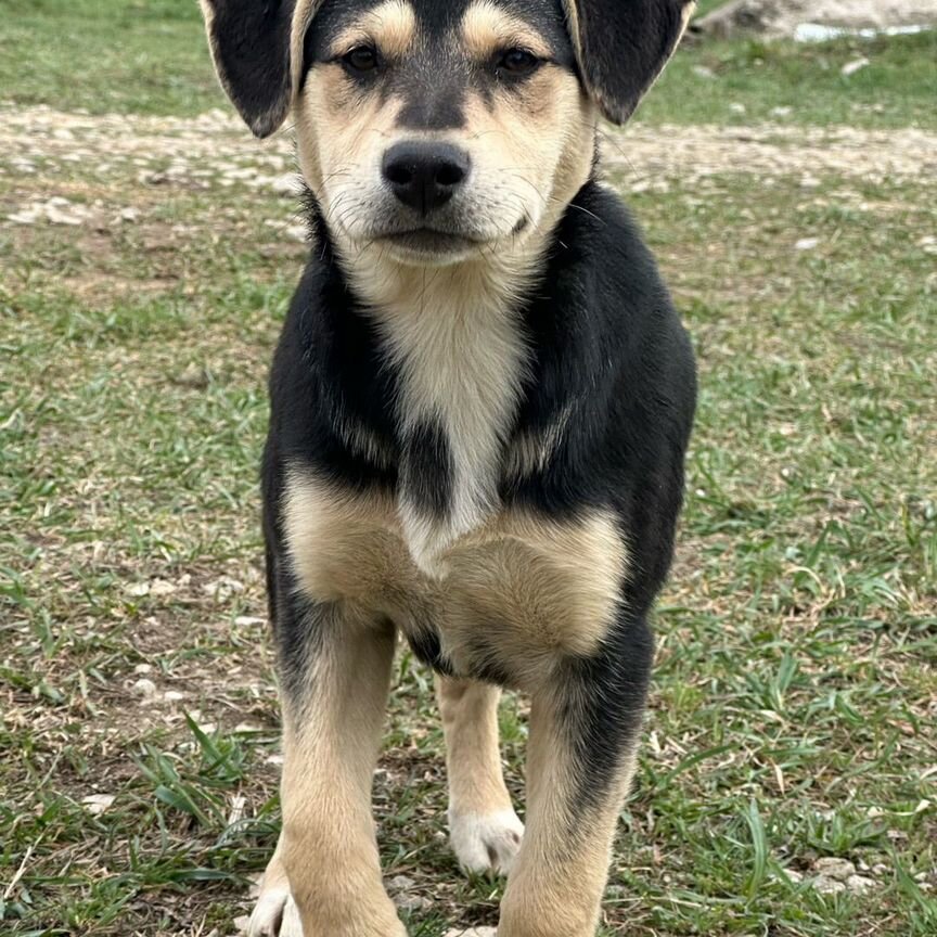 Щенок девочка стерилизованная