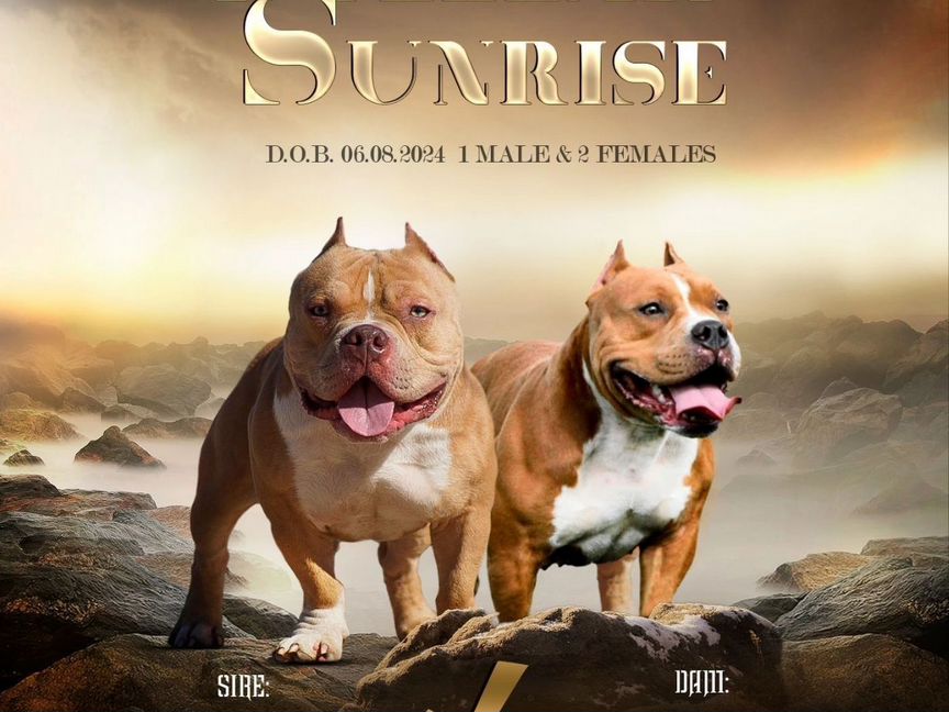 Девочки американ булли