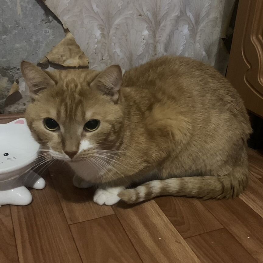 Кот