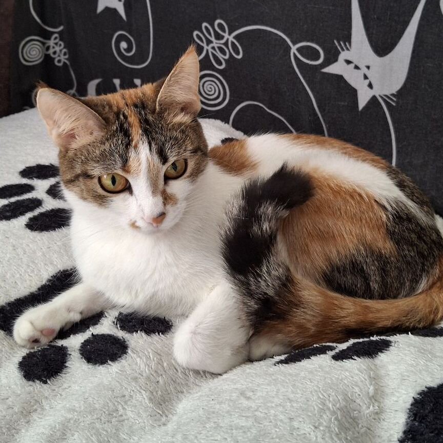 Взрослая, кошка в добрые руки