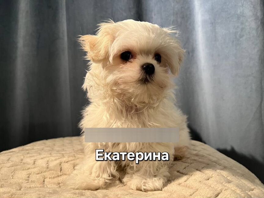 Умка Мальтийская болонка, щенок мальчик