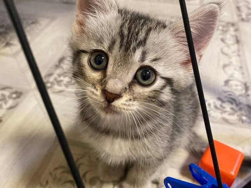Шотладские котята