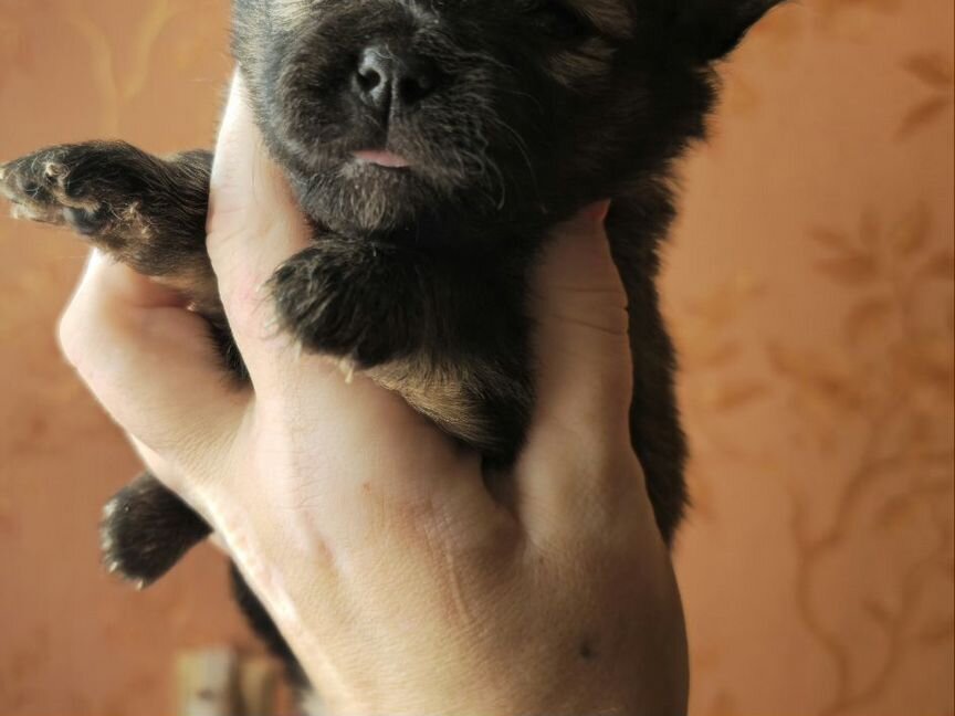 Мальчишки помчи