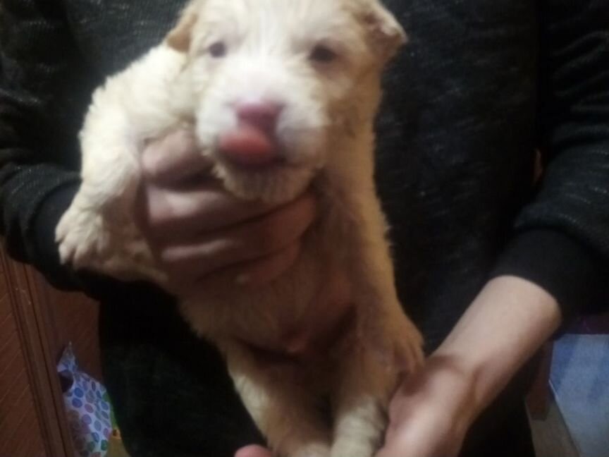 Щенки в хорошие руки. Остались без мамы