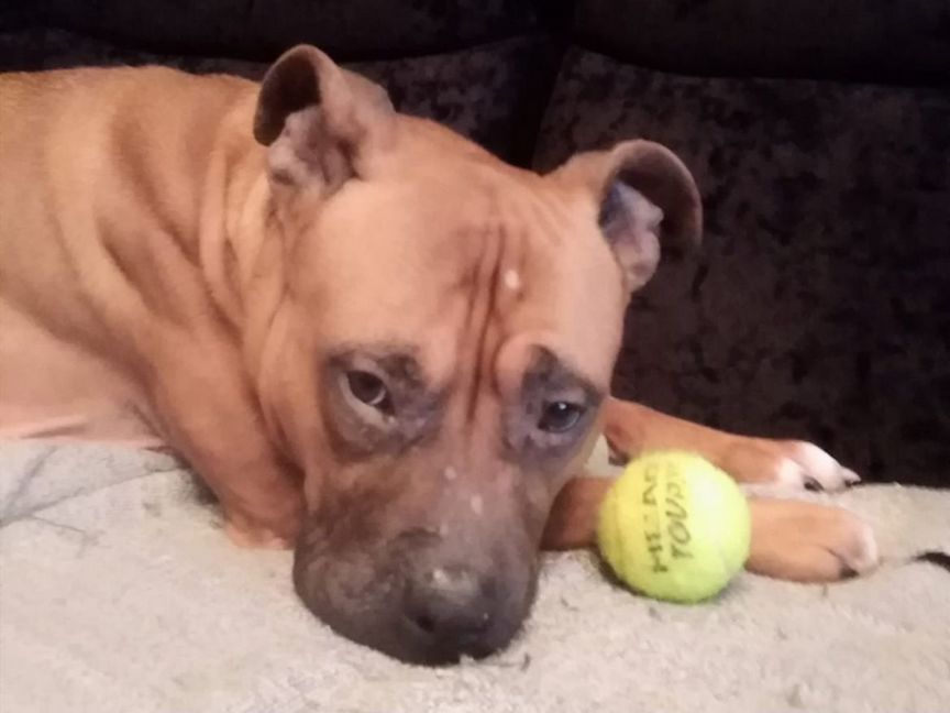 Стаффордширский терьер Марфуша