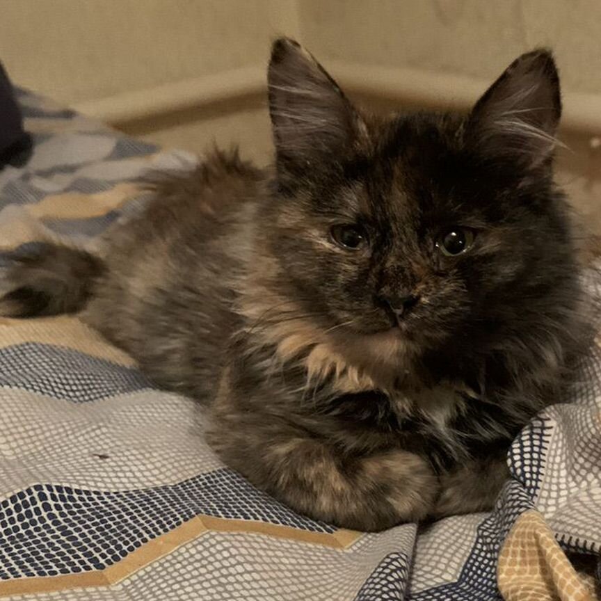 На счастья разноцветный котенок