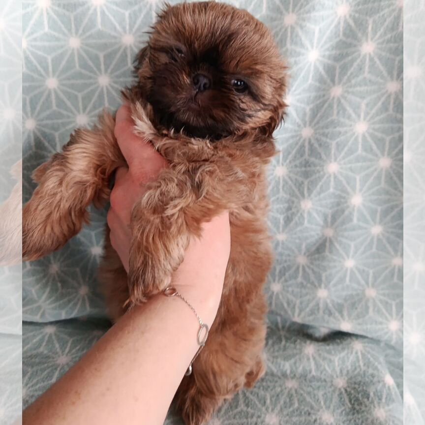 Ши-тцу, щенок