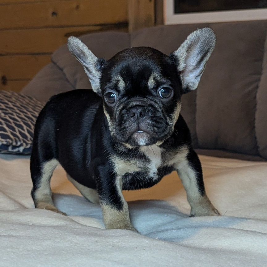 Девочка французик с зелеными глазами