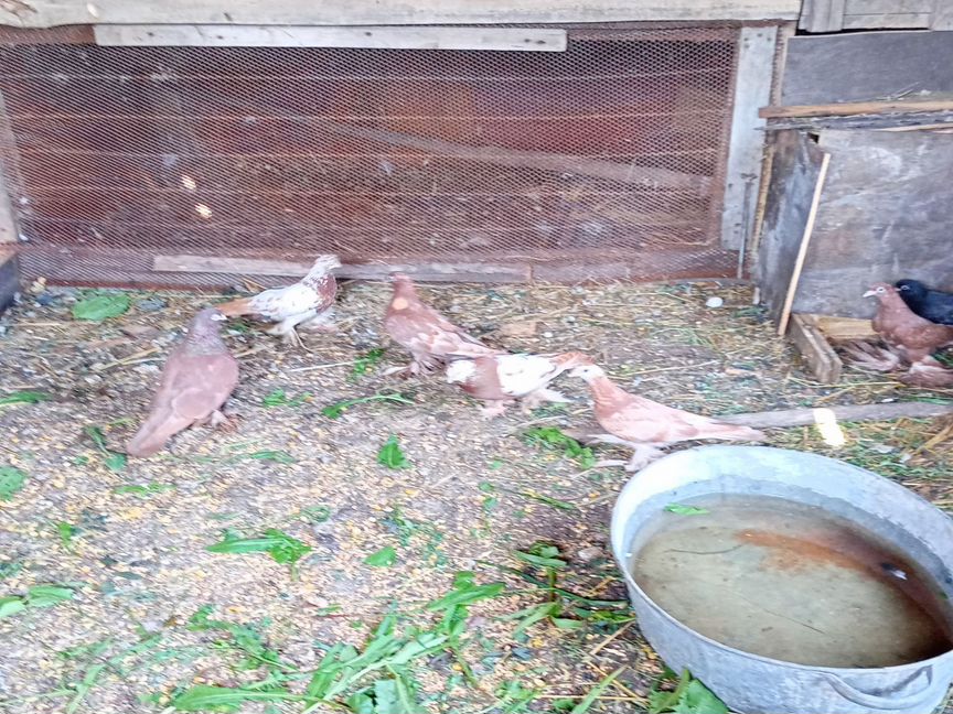 Голуби узбекские