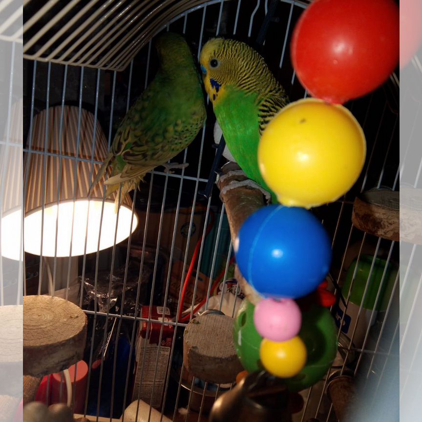 Волнистый попугай