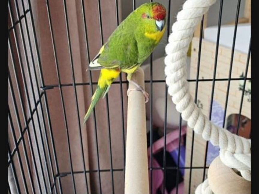 Попугай какарик