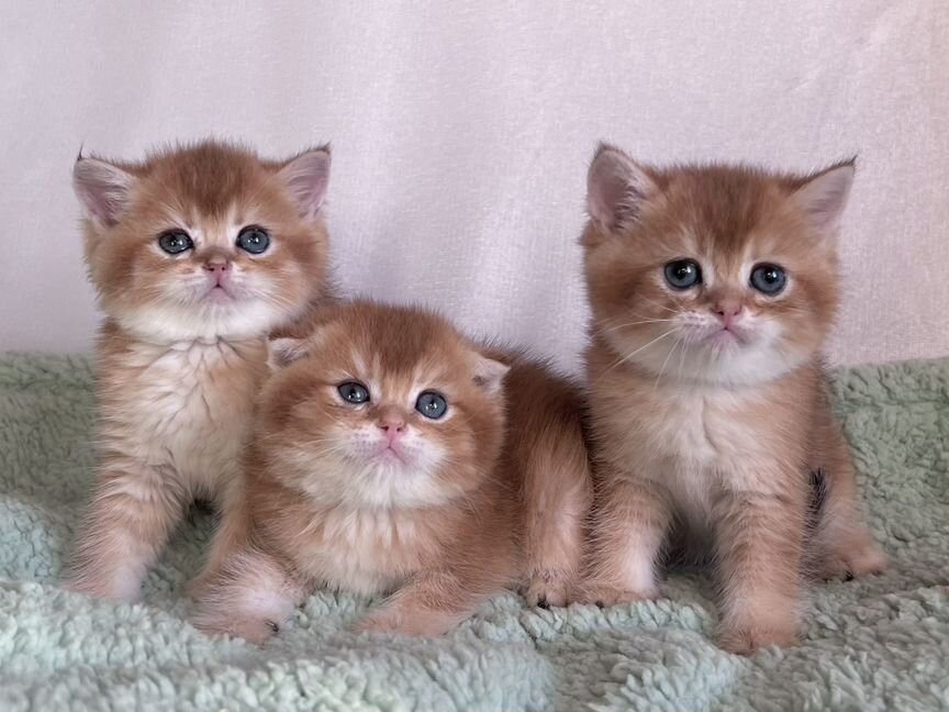 Шотландкие шиншиллы