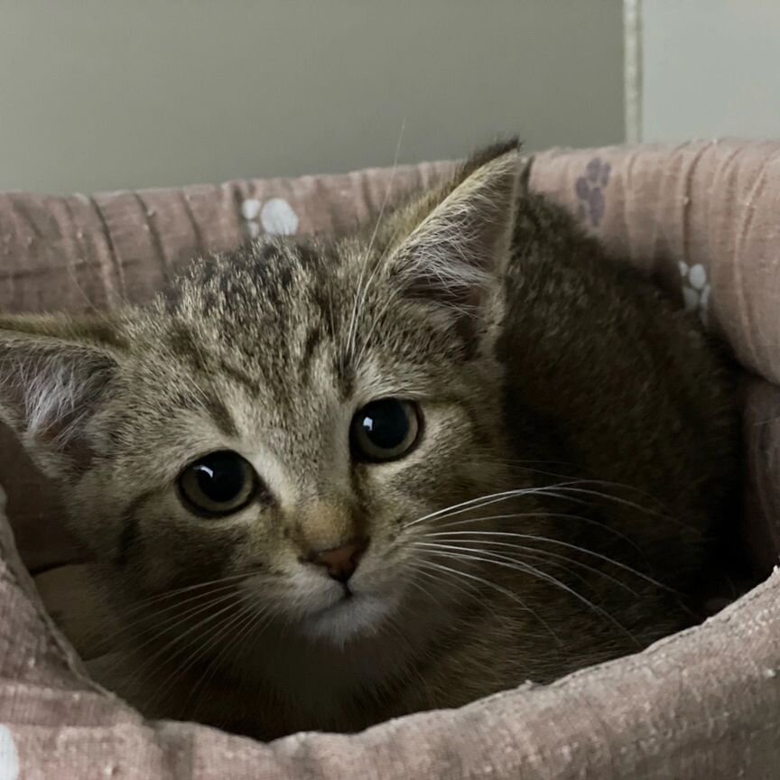 Котенок в добрые руки