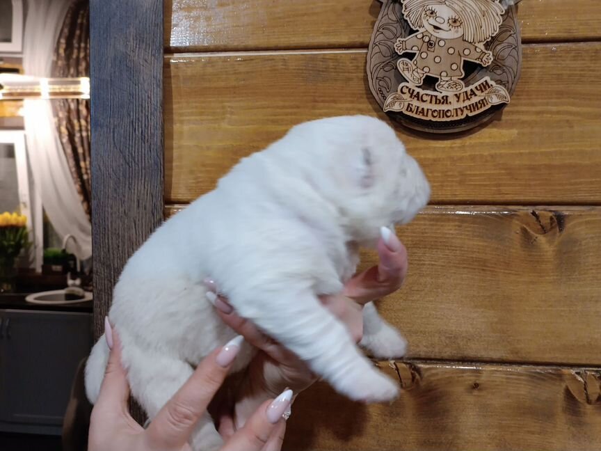 Продажа щенков алабая