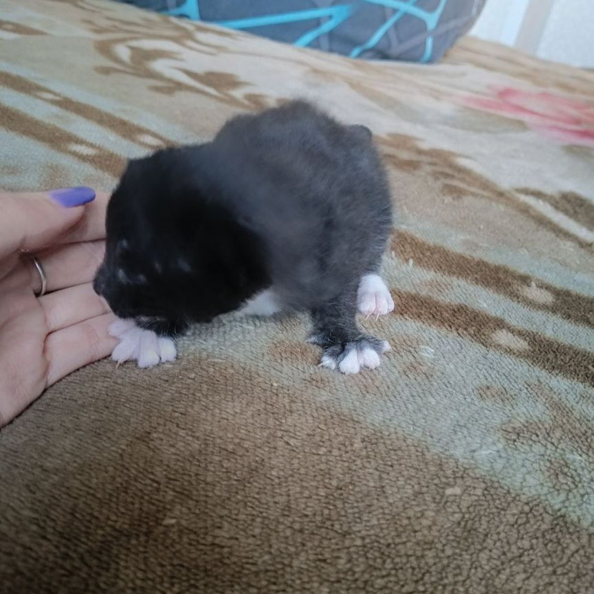 Котята в добрые руки бесплатно