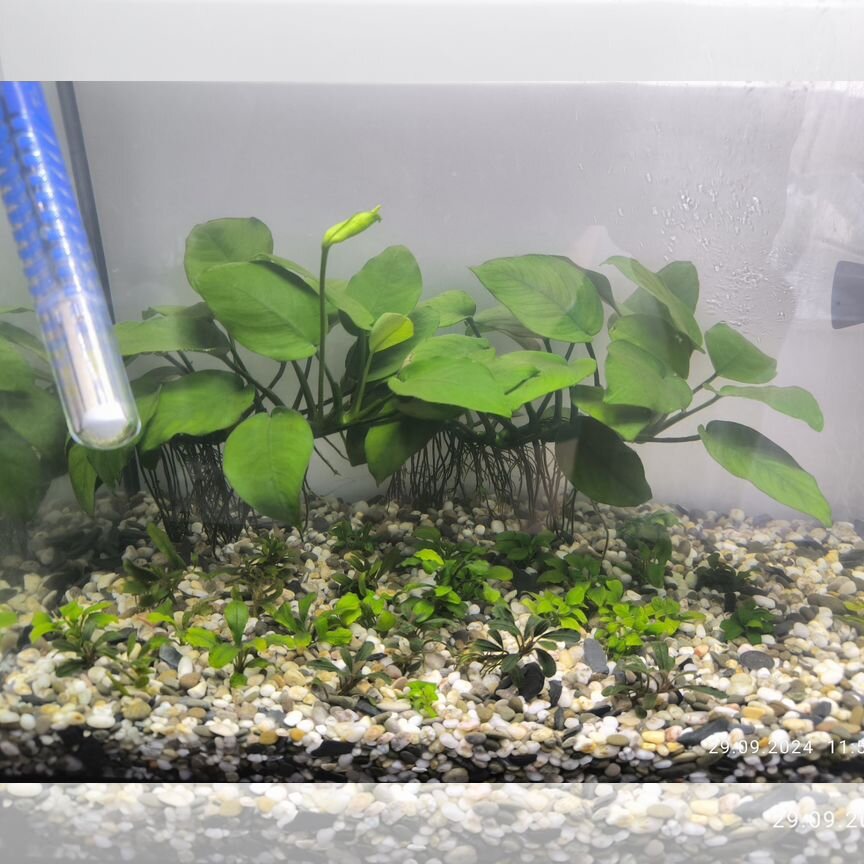 Аквариумные растения