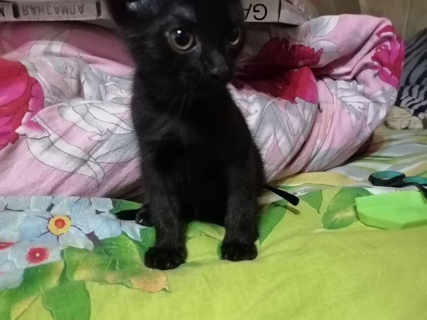 Котик 2,5 мес