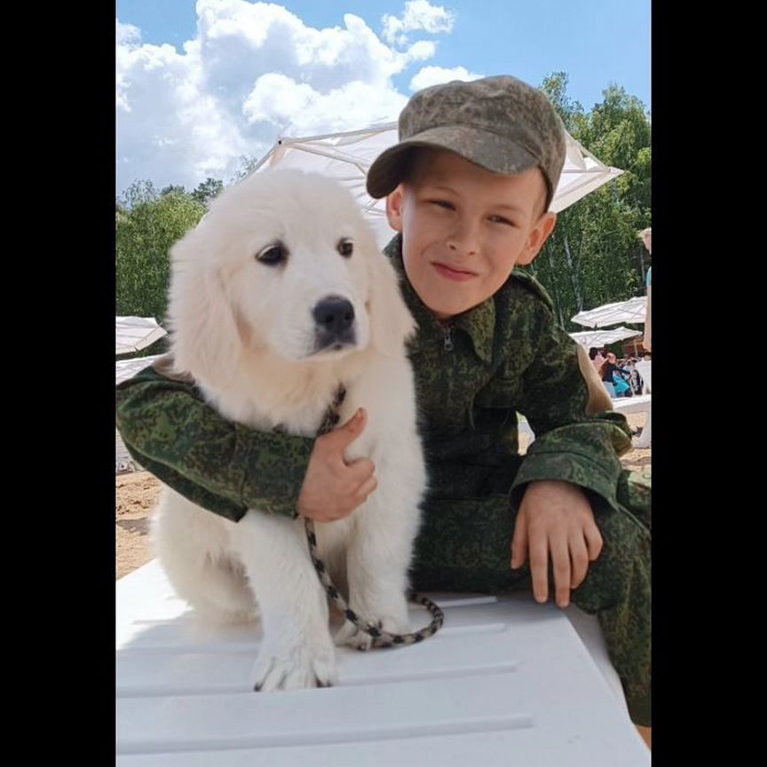 Золотистый ретривер, щенок