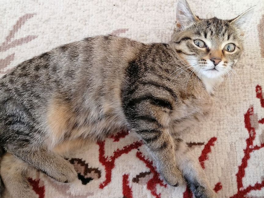 Кошка в дар бесплатно