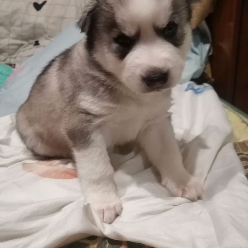 Щенки хаски