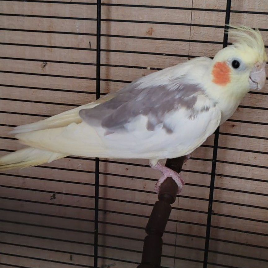 Попугай Корелла (Корел) и пара Неразлучников