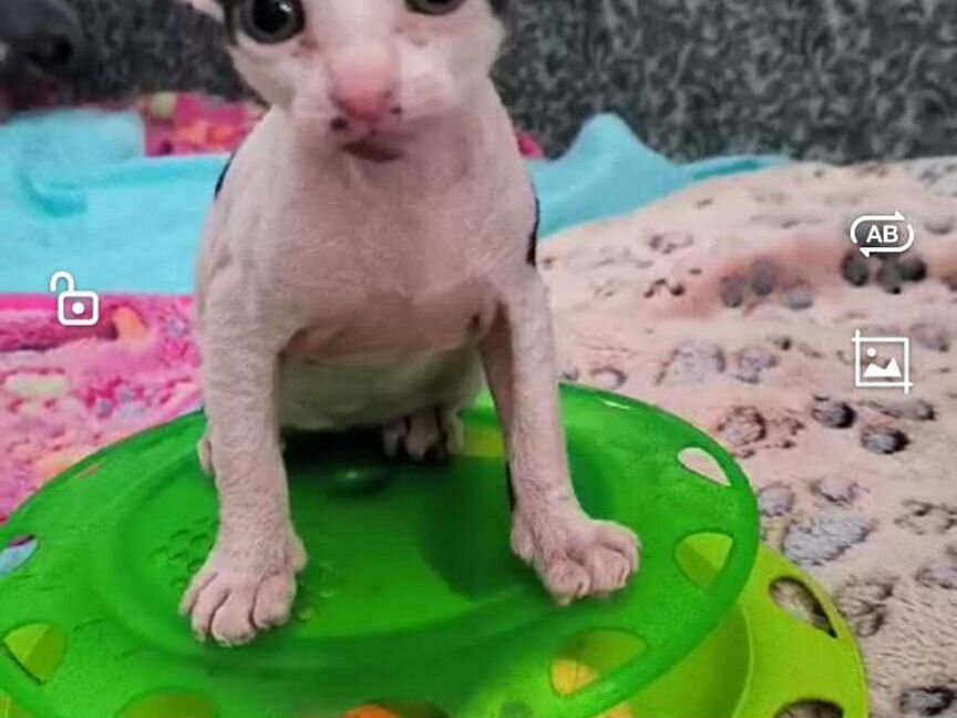 Канадский сфинкс