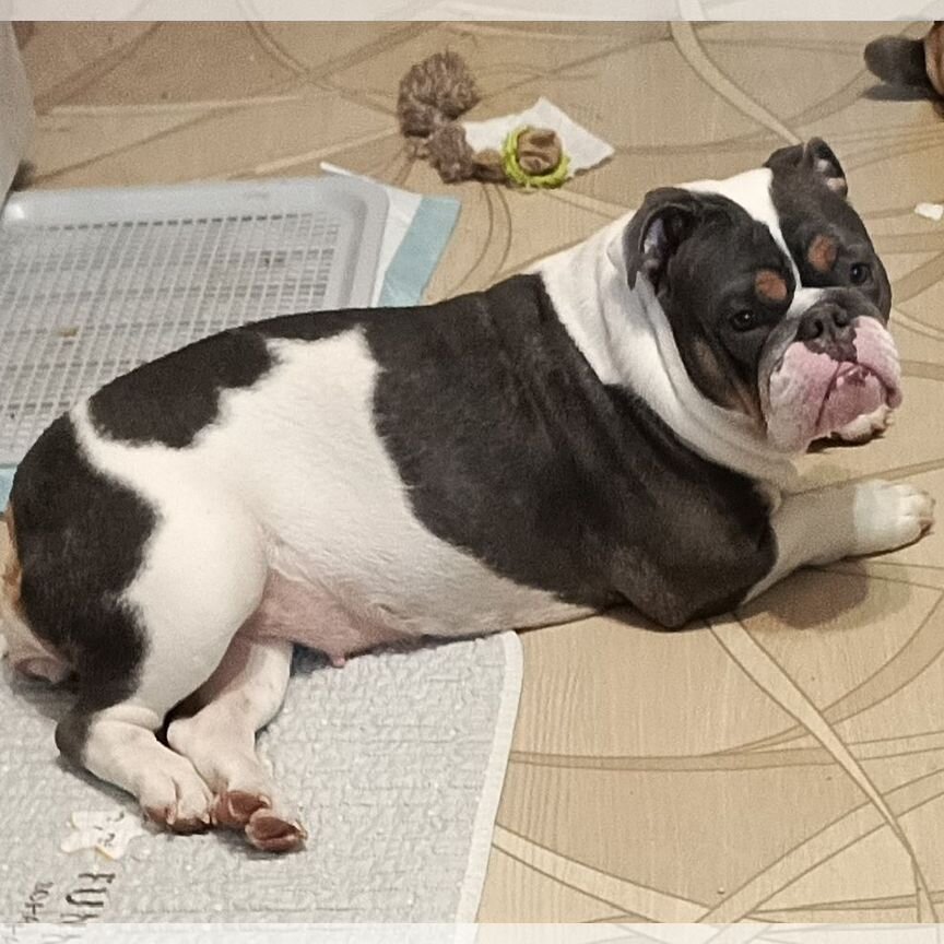 Английский бульдог, щенок