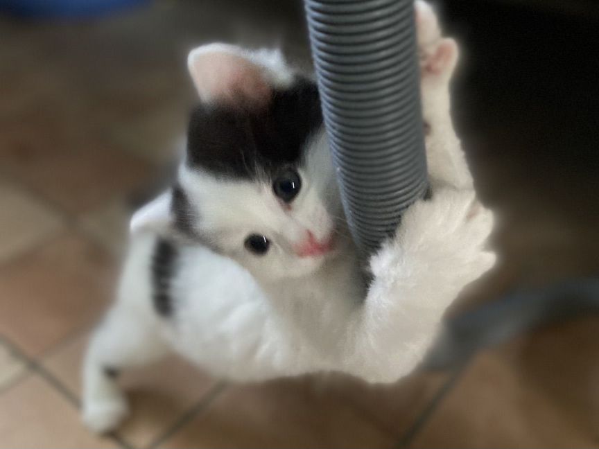 Котенок в добрые руки