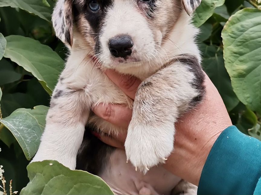 Вельш-корги кардиган мраморный