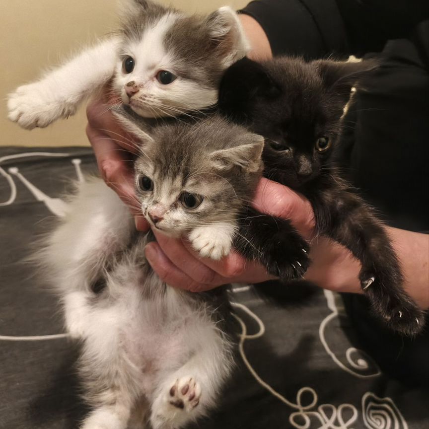 Британский короткошёрстный котёнок