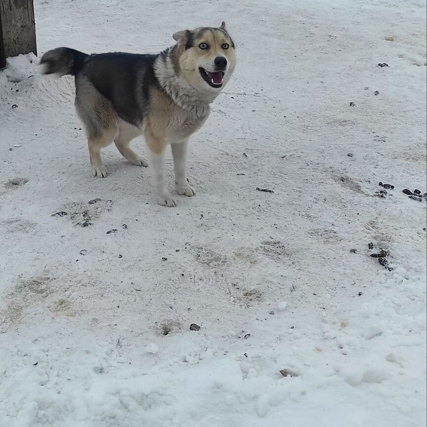 Отдам в добрые руки