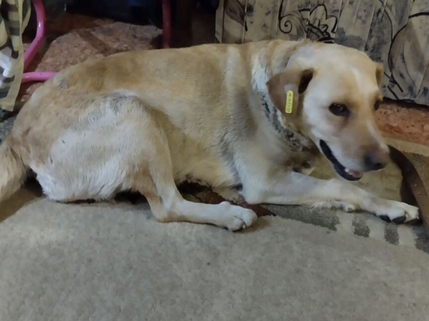 Отдам собаку