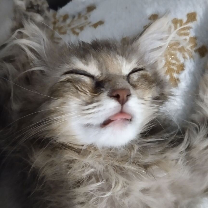 Кошечка Моти