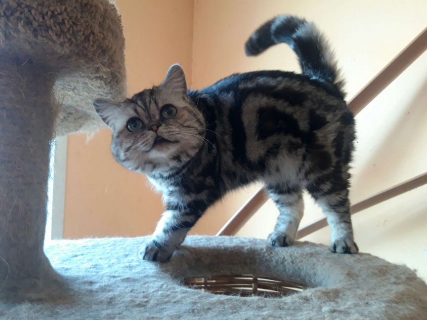 Элитный котик британский мраморный