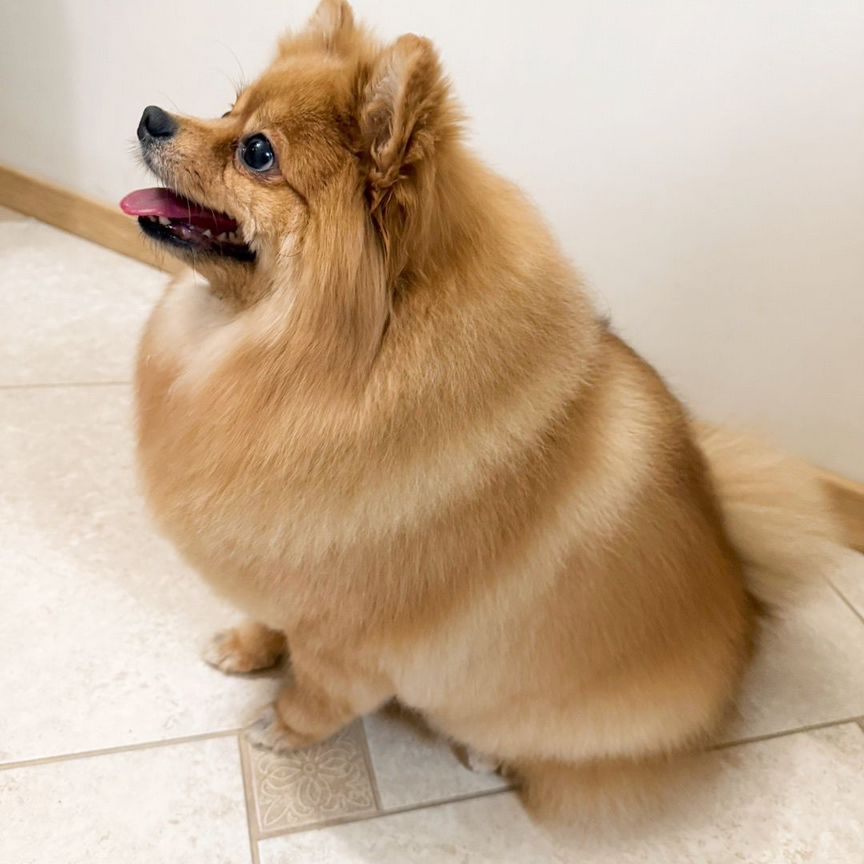 Померанский шпиц