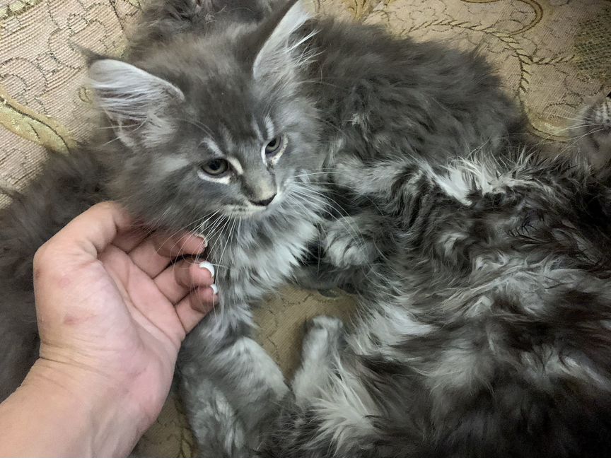 Мейн-кун котята
