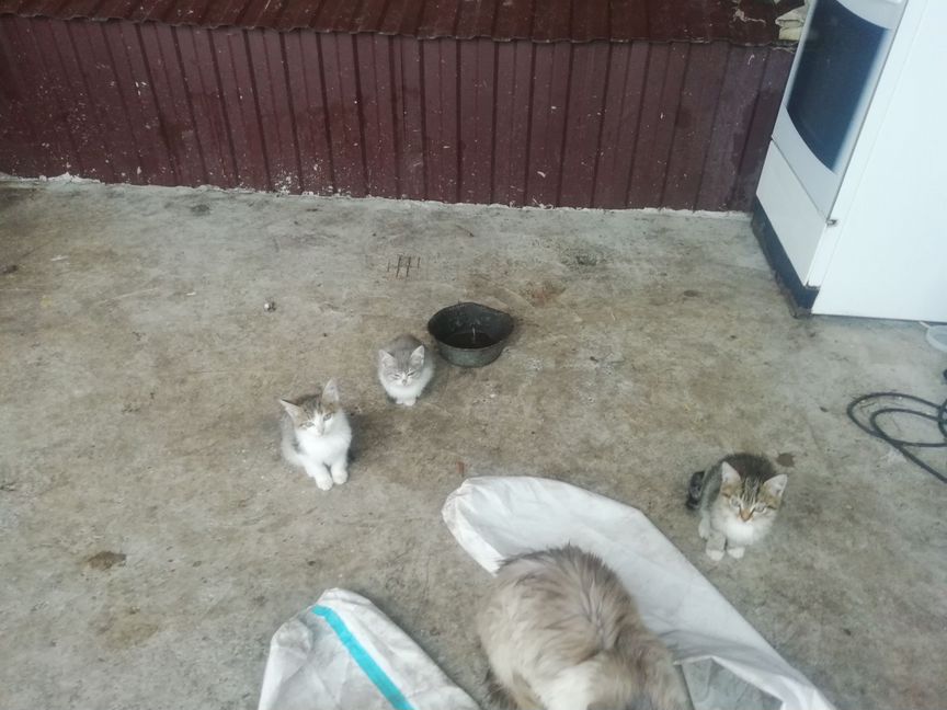 Отдам в добрые руки котят 3 мальчика и 2 девочки