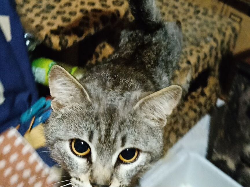 Кошка