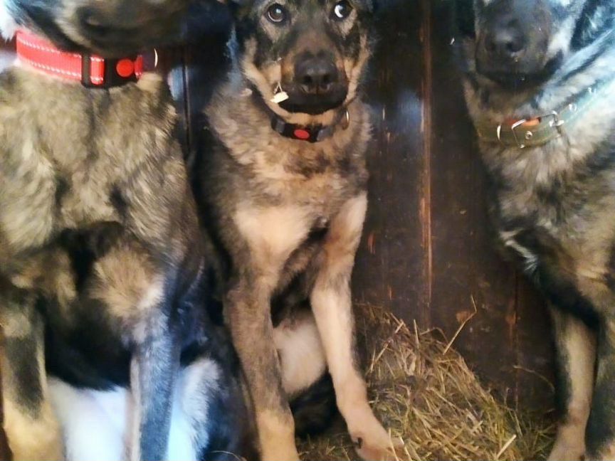 Спасите щенка, будет преданным другом