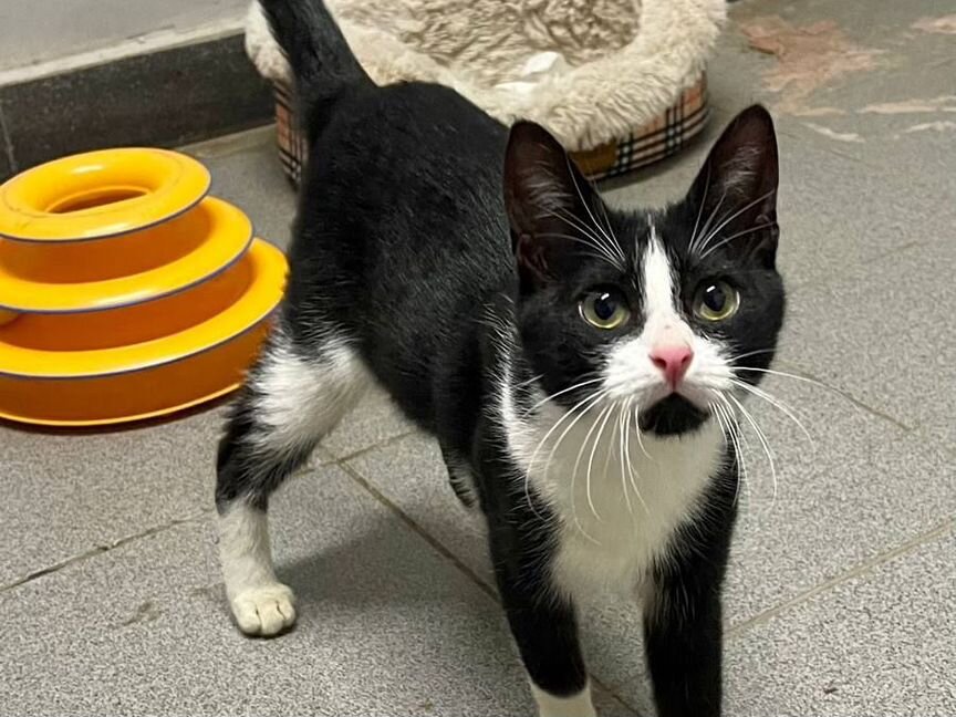 Лютик Котик в добрые руки