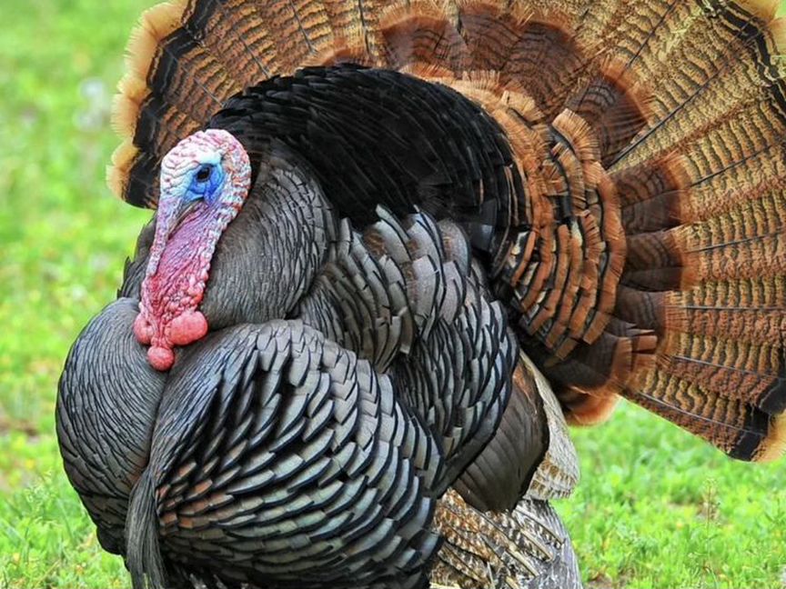 Инкубационное яйцо Северокавказской индейки