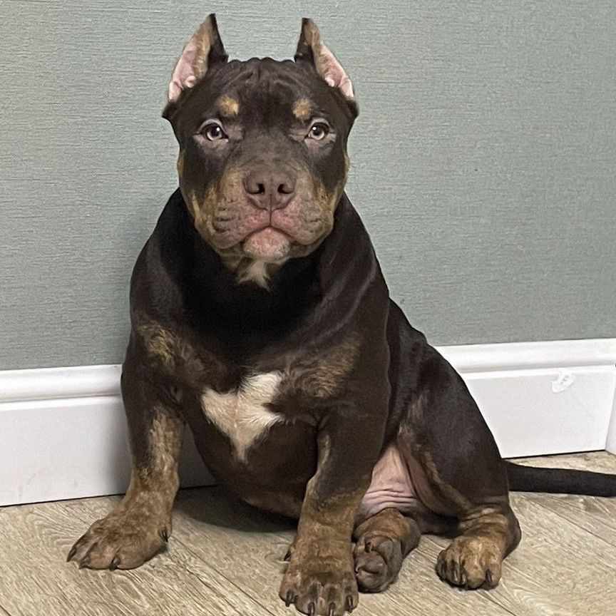 Американский булли, щенок