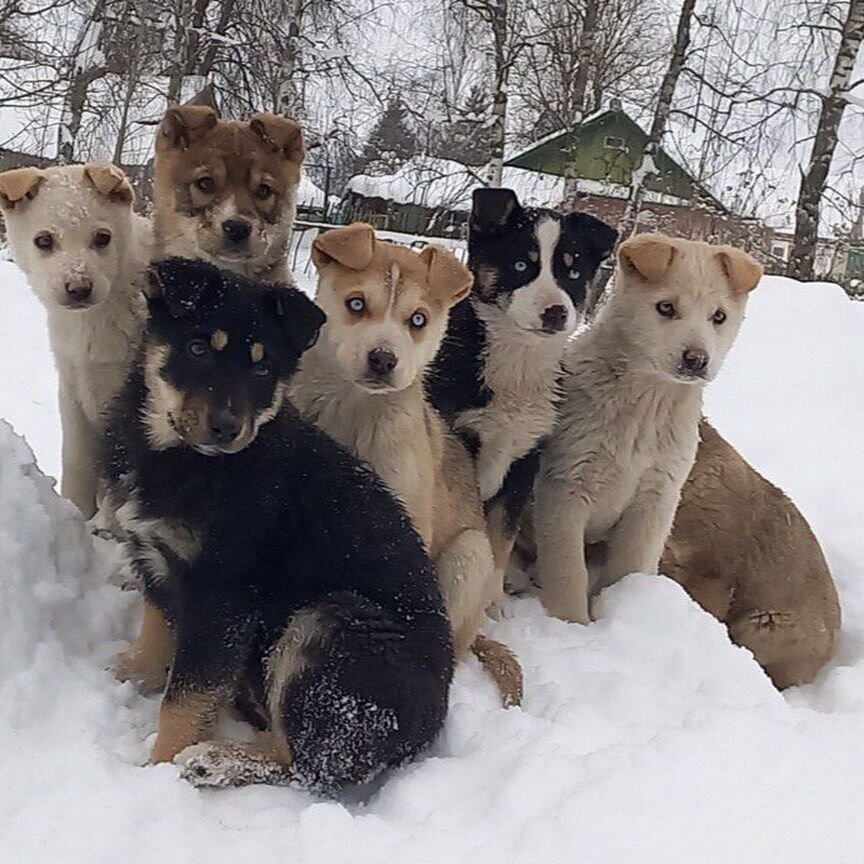 Щенок в добрые руки