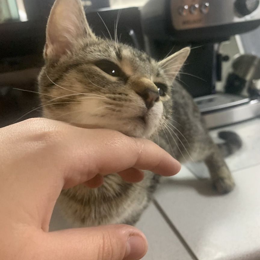 Котенок в добрые руки