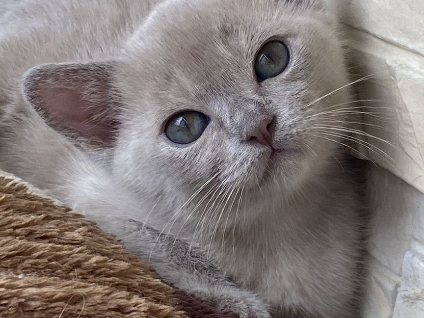 Бурманские котята