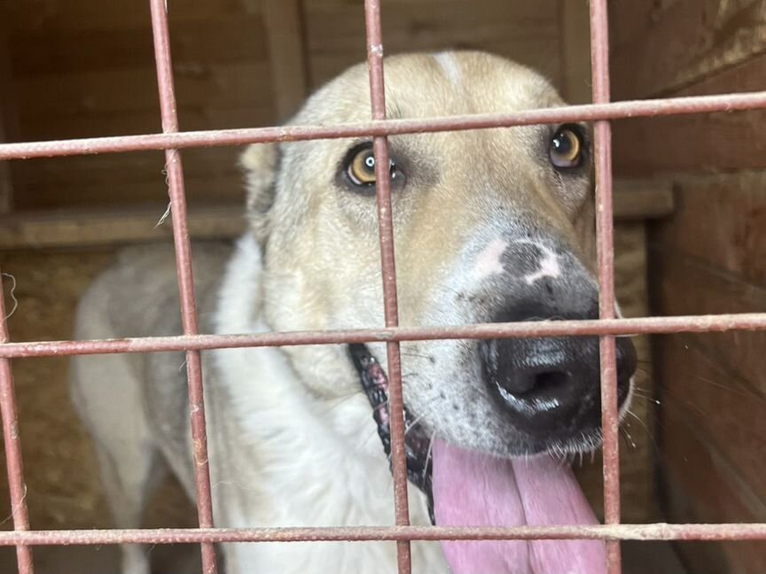 Спасите молодую Айзу