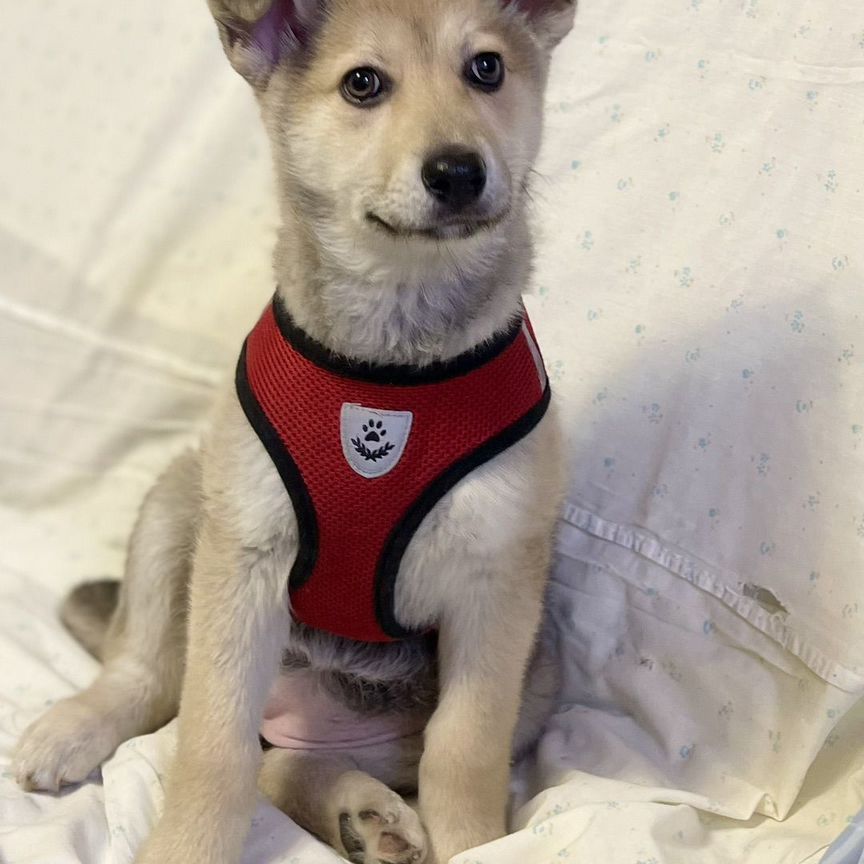 Щенок злата