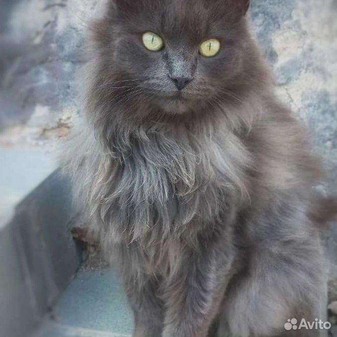 Котик нибелунг