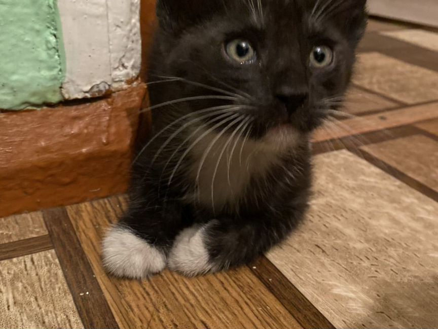 Котята мейкун