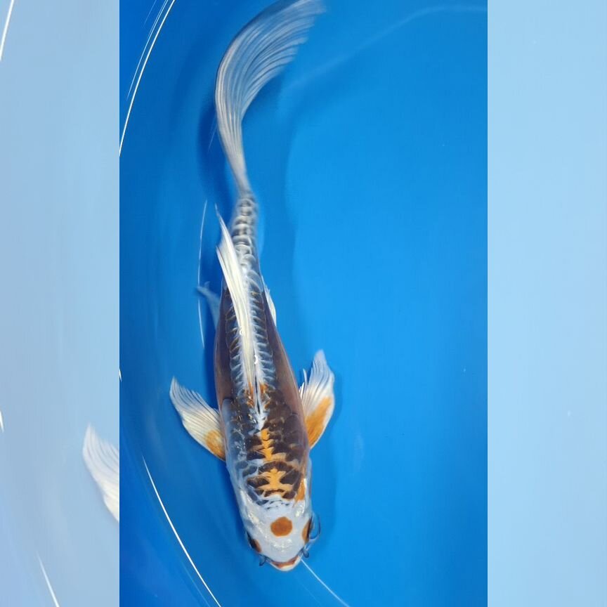 Карп кои стальной Танчо